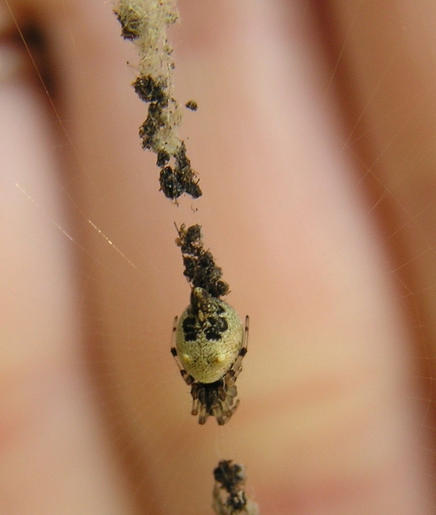 Meet the spider: Cyclosa conica - SpiderHugger