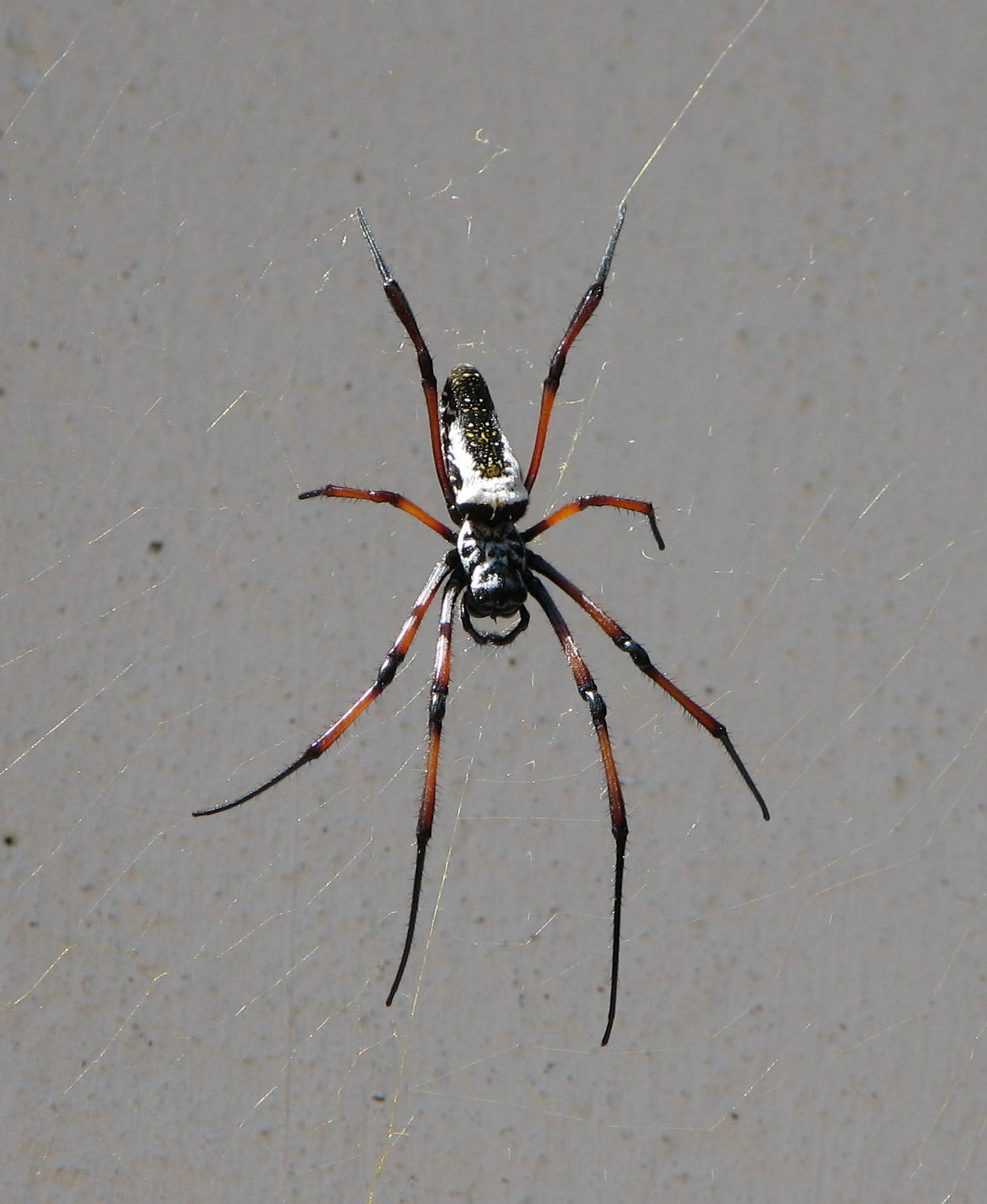 Always with the silk - SpiderHugger