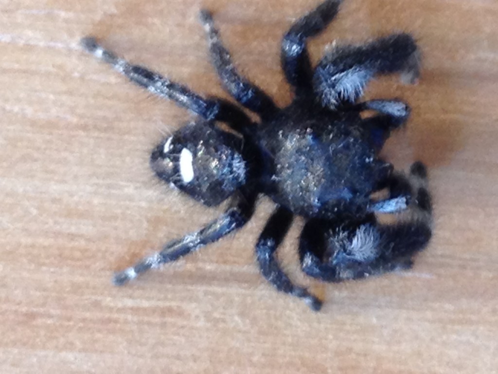 Salticidae (jumping spiders) Archives - SpiderHugger