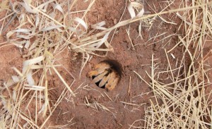 As Easy as Herding Tarantulas - SpiderHugger