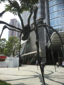 Pholcidae (cellar spiders) Archives - SpiderHugger