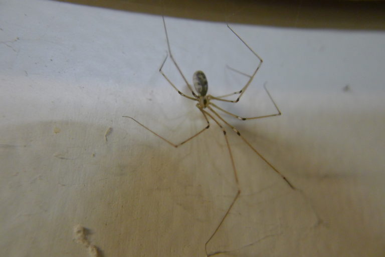 Pholcidae (cellar spiders) Archives - SpiderHugger