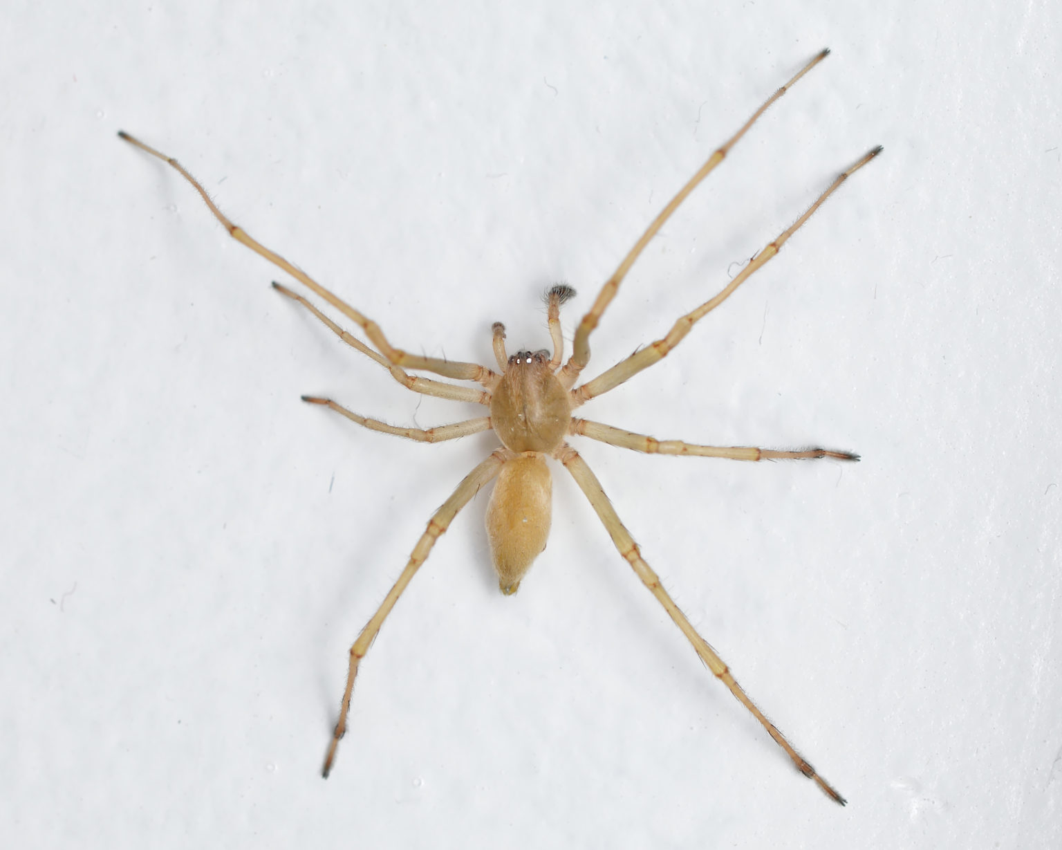 Meet the Spider: Cheiracanthium - SpiderHugger